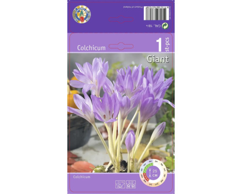Jesienka Naháčik Colchicum giant 1 ks - HORNBACH